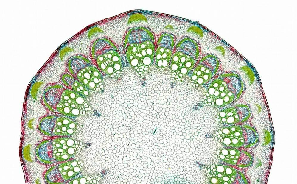 Lignosulfonates – Welcome to FIC